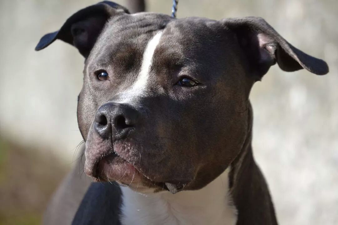 Male – From GladiatorDogs